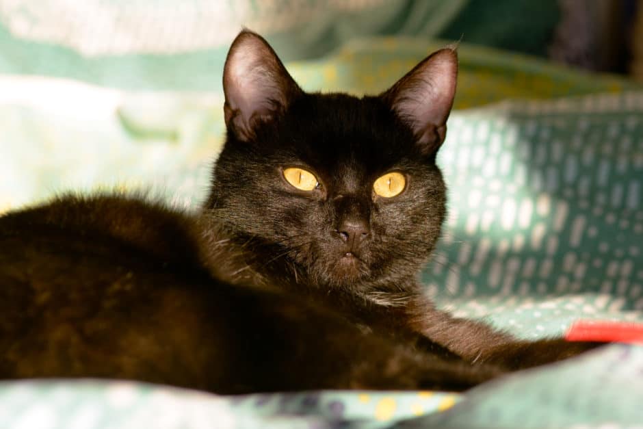 Keep Your Cats Safe in a Heat Wave